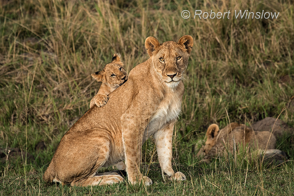 African Lion Cubs in the Masai Mara – Adventures, Animals and Images
