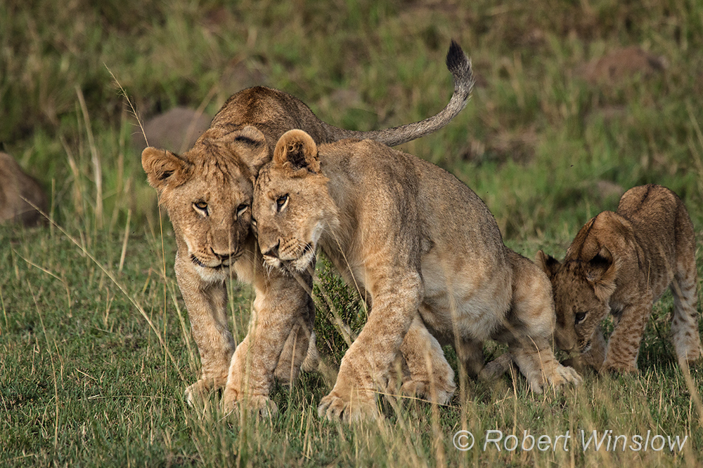 African Lion Cubs in the Masai Mara – Adventures, Animals and Images